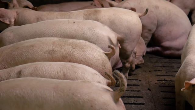 Всё, что нужно знать про участок откорма свиней на свиновомплексе