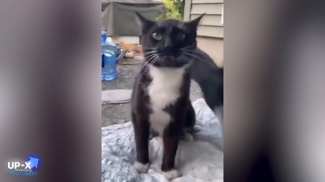 ПРИКОЛЫ С КОШКАМИ №490 Смешные Коты И Котята! Самые Милые И Прикольные!.mp4