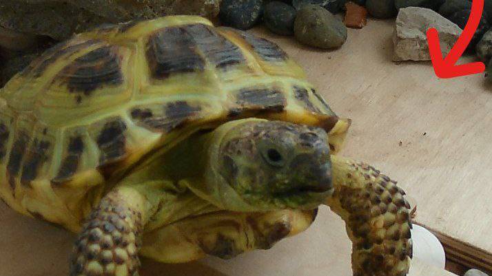 Тишка смотрит в окно