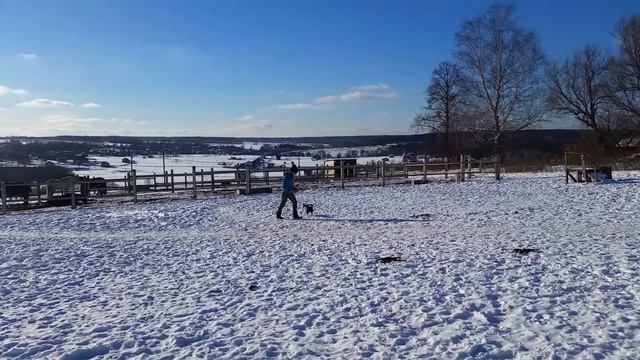 Вебстайл 2017 Валентина и чихуахуа Мона.mp4