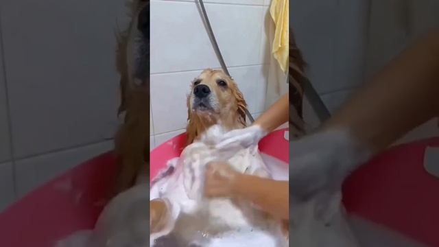 Хозяин, три лучше, с веничком давай в парилочку )))