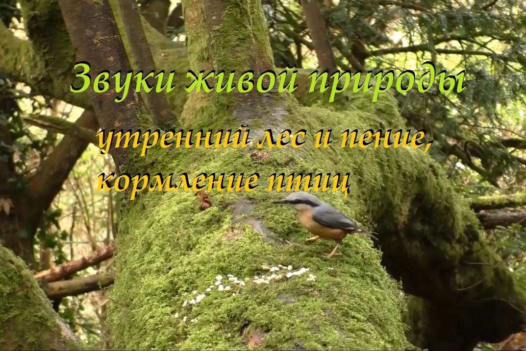 Звуки природы для настроения релакса и сна. Утренний лес и пение птиц