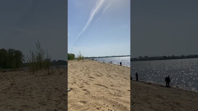 Японская акита ищет человека!