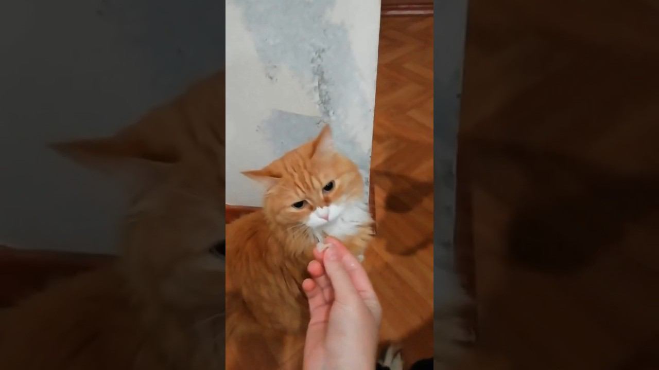 Айка срубала угощение Перика, которое обычно не ест!😳🤗