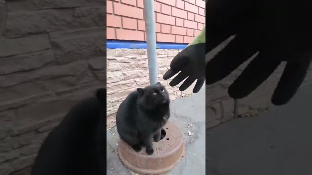 Приколы с кошками. Смешные коты. Чёрный кот пришёл подружиться.  к нашей Марусе