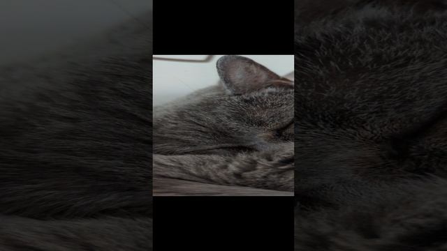 Кошка, а храпит, как мужик ?