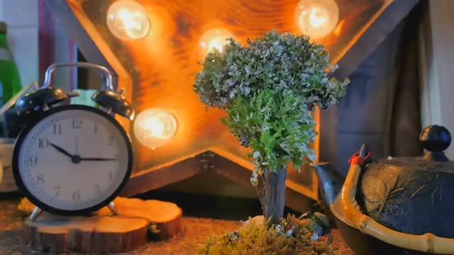 Магия дерева из цетрарии для дома и офиса