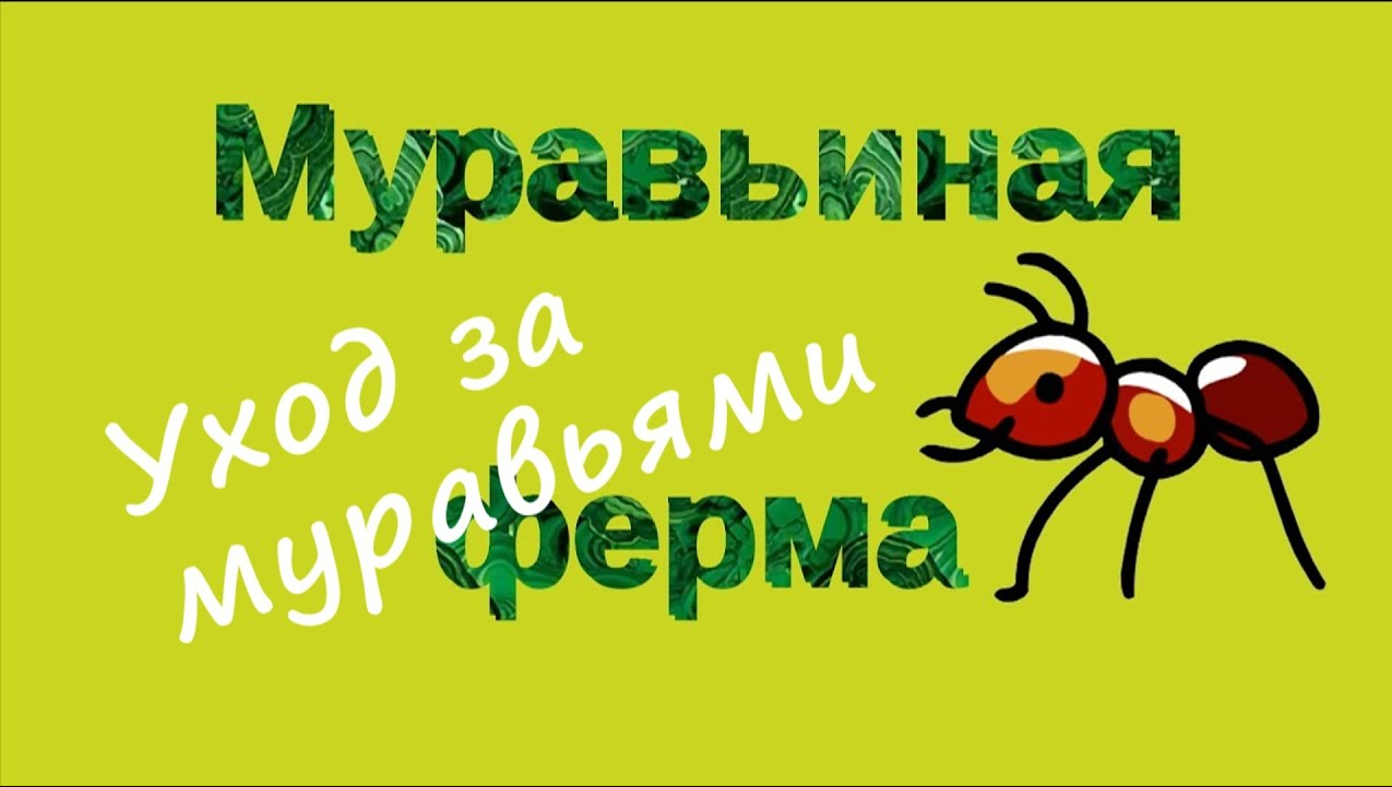 МУРАВЬИНАЯ_ФЕРМА._Насекомые_для_детей_(домашний_муравейник,часть_3)..mp4