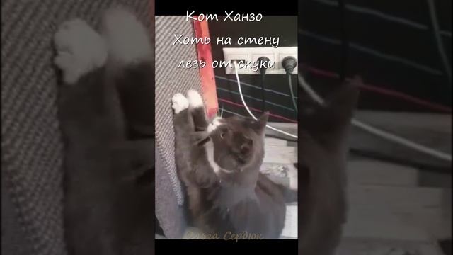 КОТ Ханзо - на стену от скуки