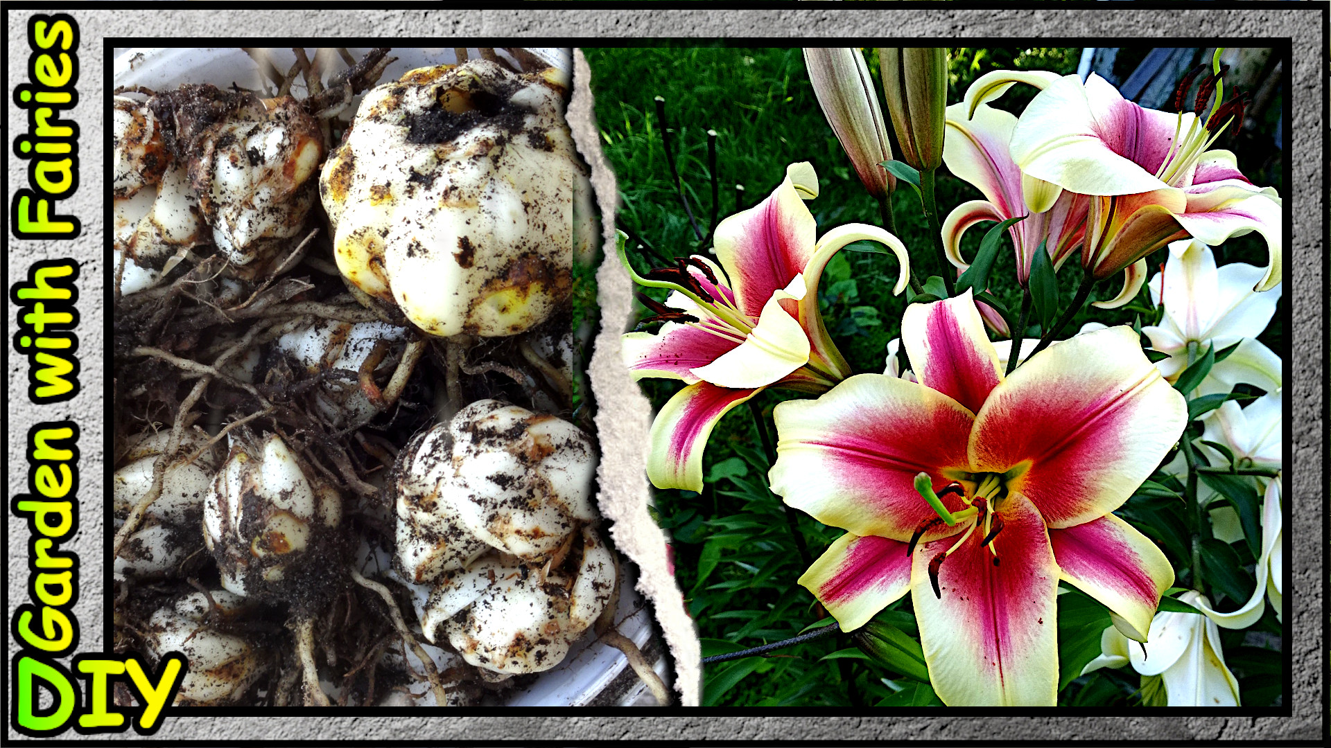 Лилии. Хранение луковиц до посадки. Размножение лилий чешуйками