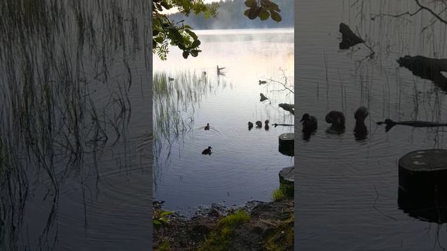 Кормим уток на озере Большое Борково