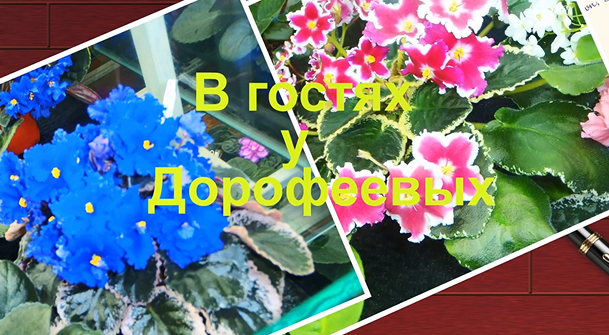 Сызранские фиалки  2016