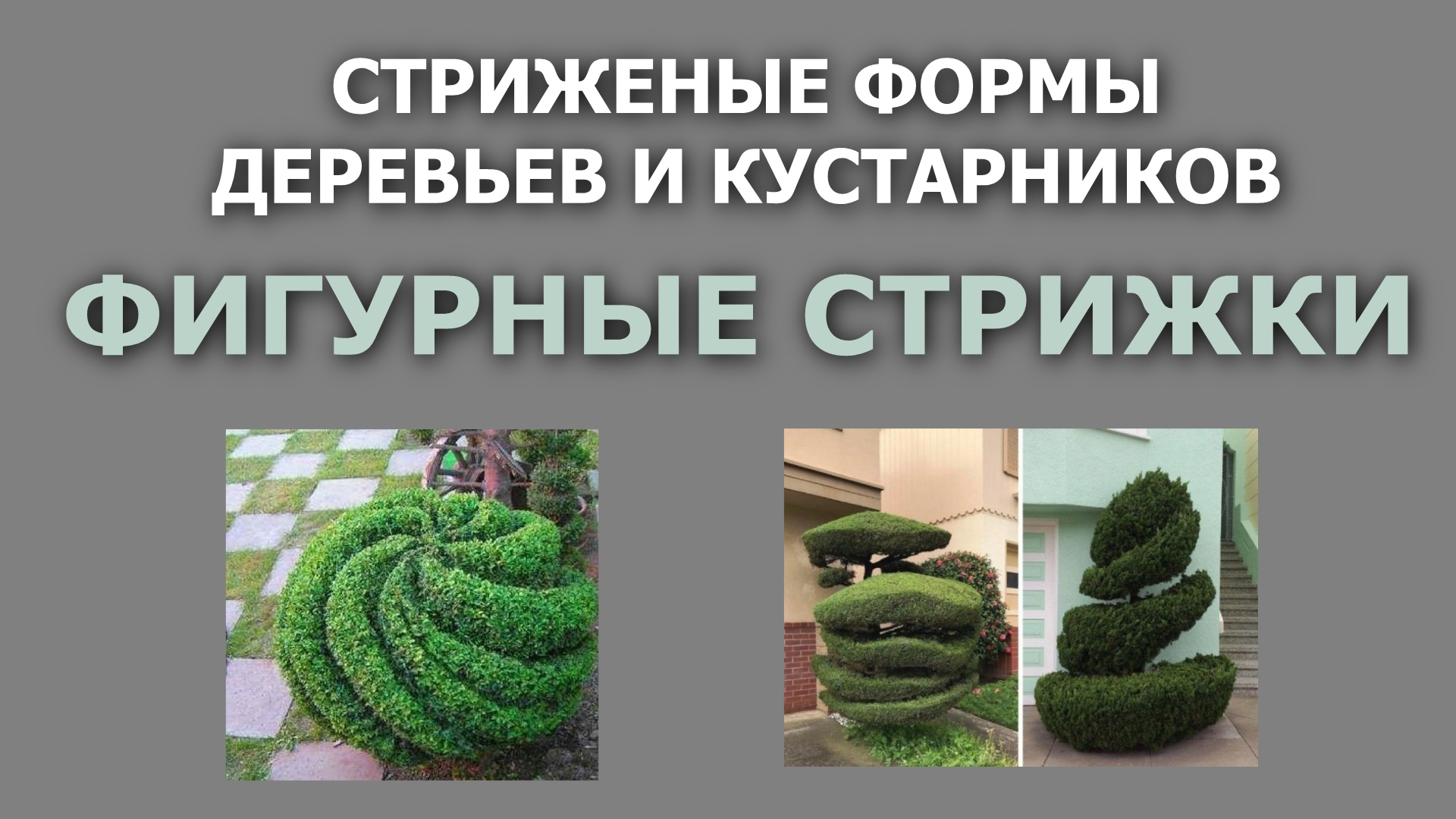 Фигурные стрижки хвойных растений