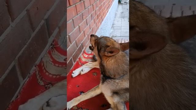 Надо, надо умываться по утрам и вечерам....mp4