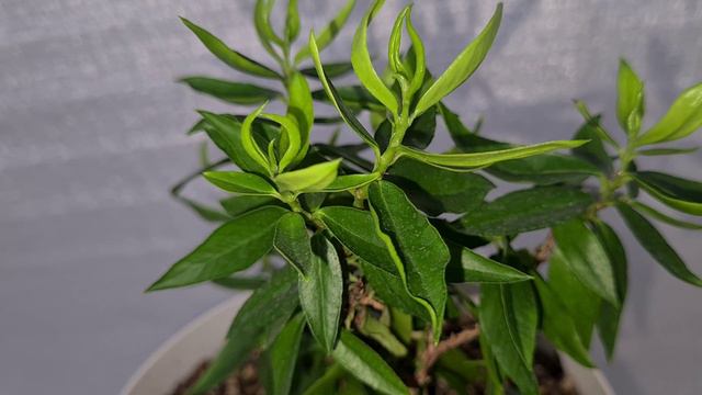 Персидский 12