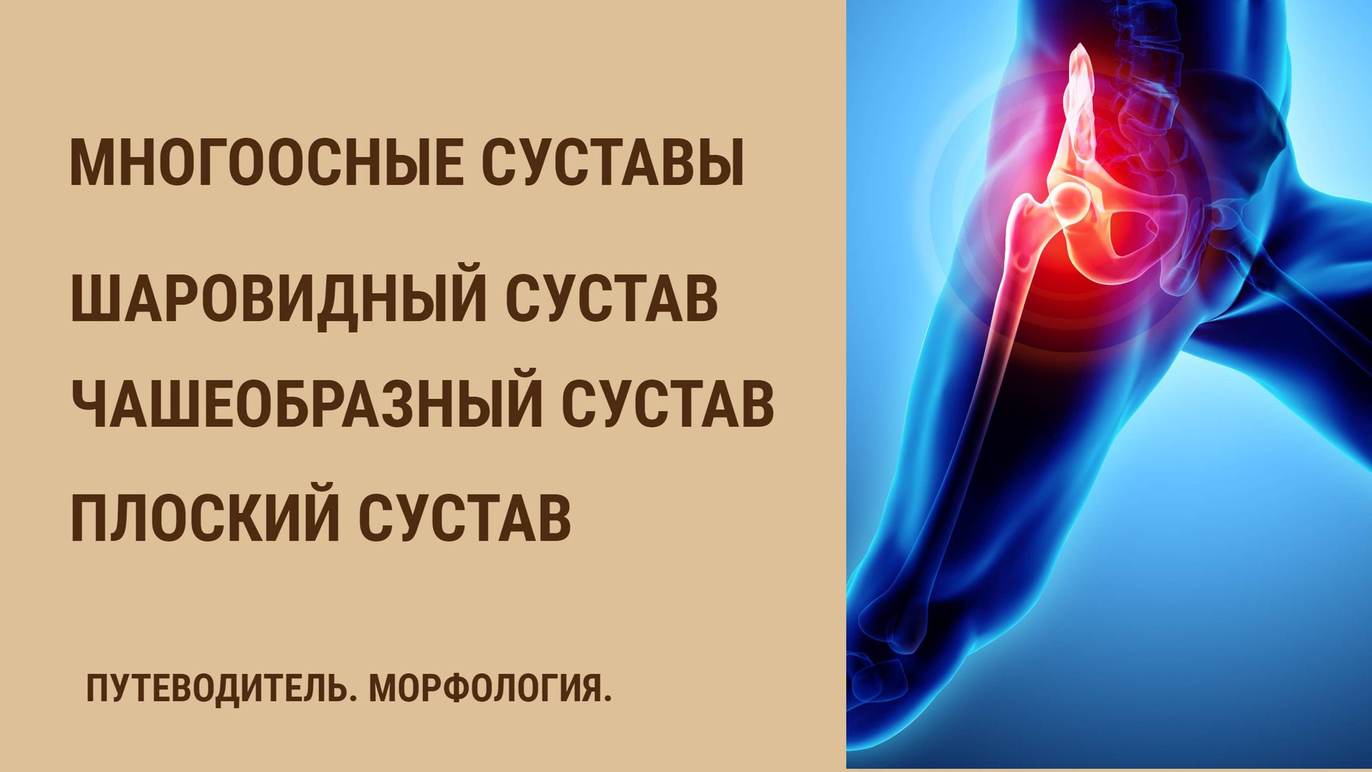 Многоосные суставы. Шаровидный сустав. Чашеобразный сустав.  Плоский сустав.