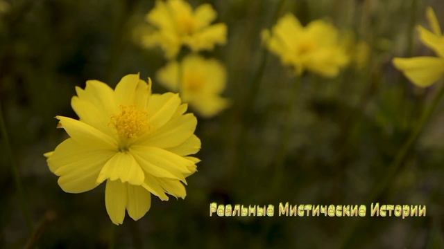 Красивые цветы колышутся туда и сюда, красивая музыка