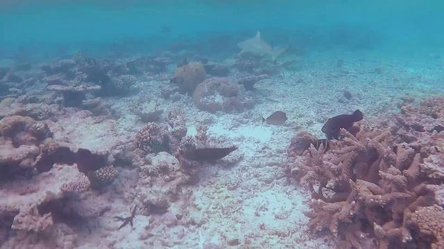 Утрений заплыв на пляже.mp4