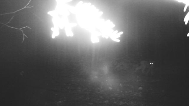 Рысь, запечатлённая фото ловушкой. Часть № 1 / Lynx captured by a photo with a trap. Part # 1