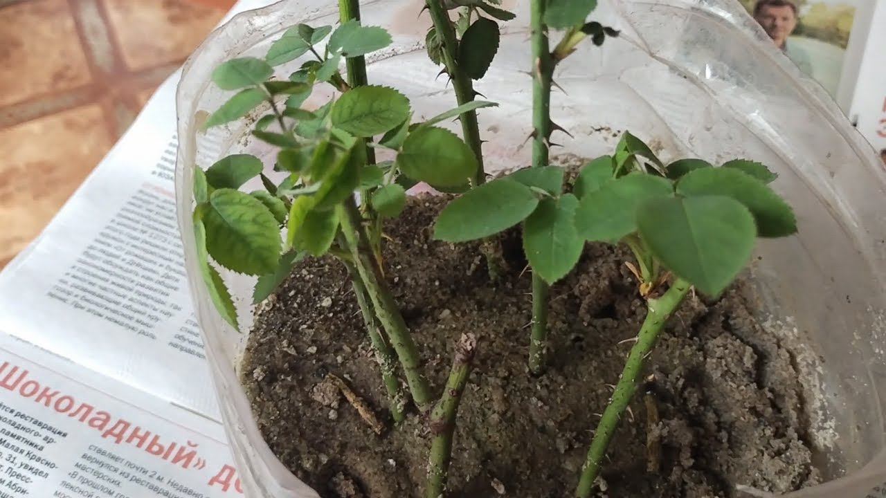 На Ютубе обещали стопроцентную приживаемость черенков роз. Эксперимент. Черенки роз в песке.