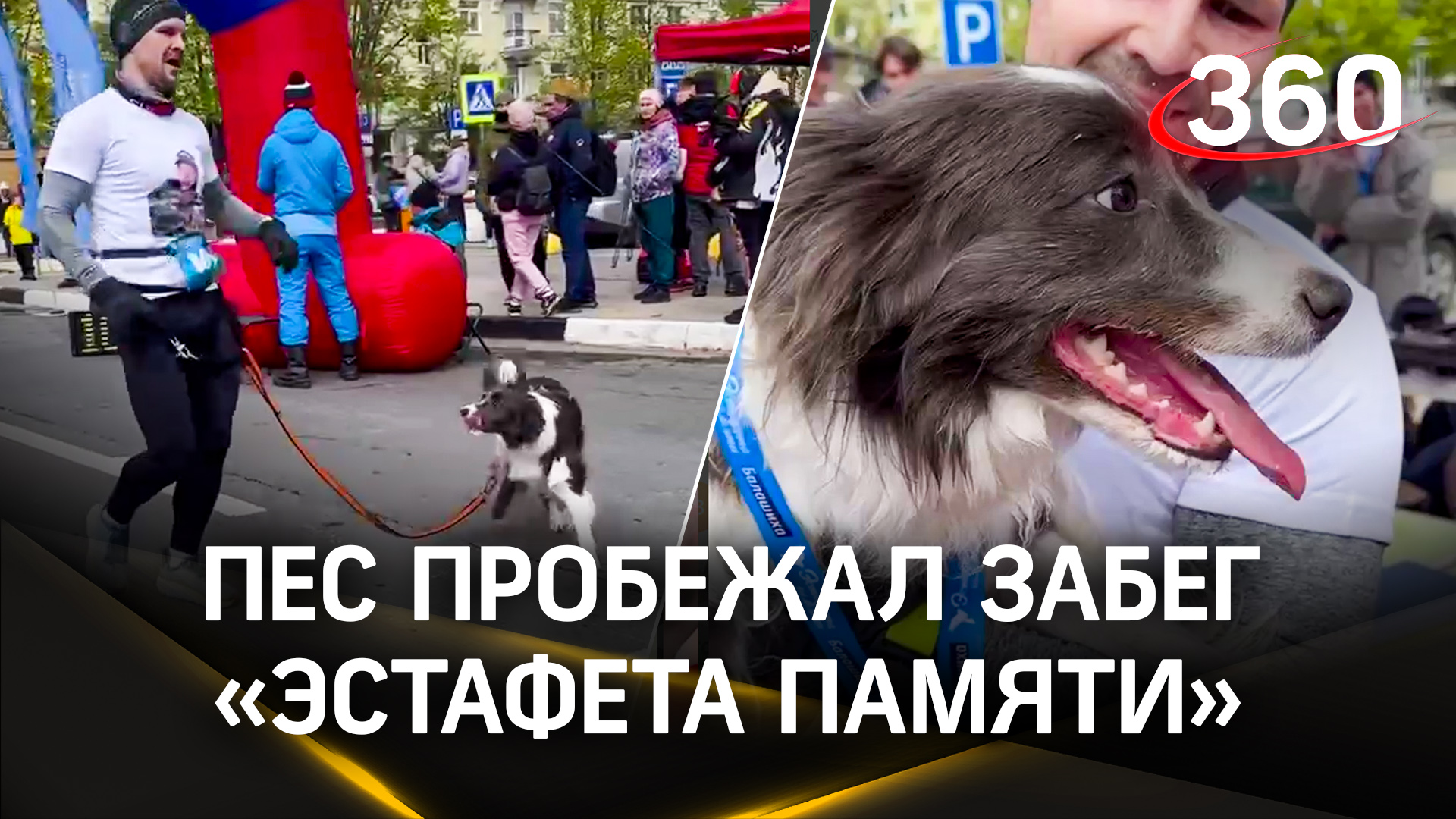 Пес по кличке Прошка из Подмосковья пробежал забег «Эстафета памяти» и получил медаль