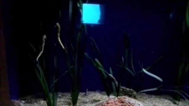 Океанографик в Валенсии. Испания.