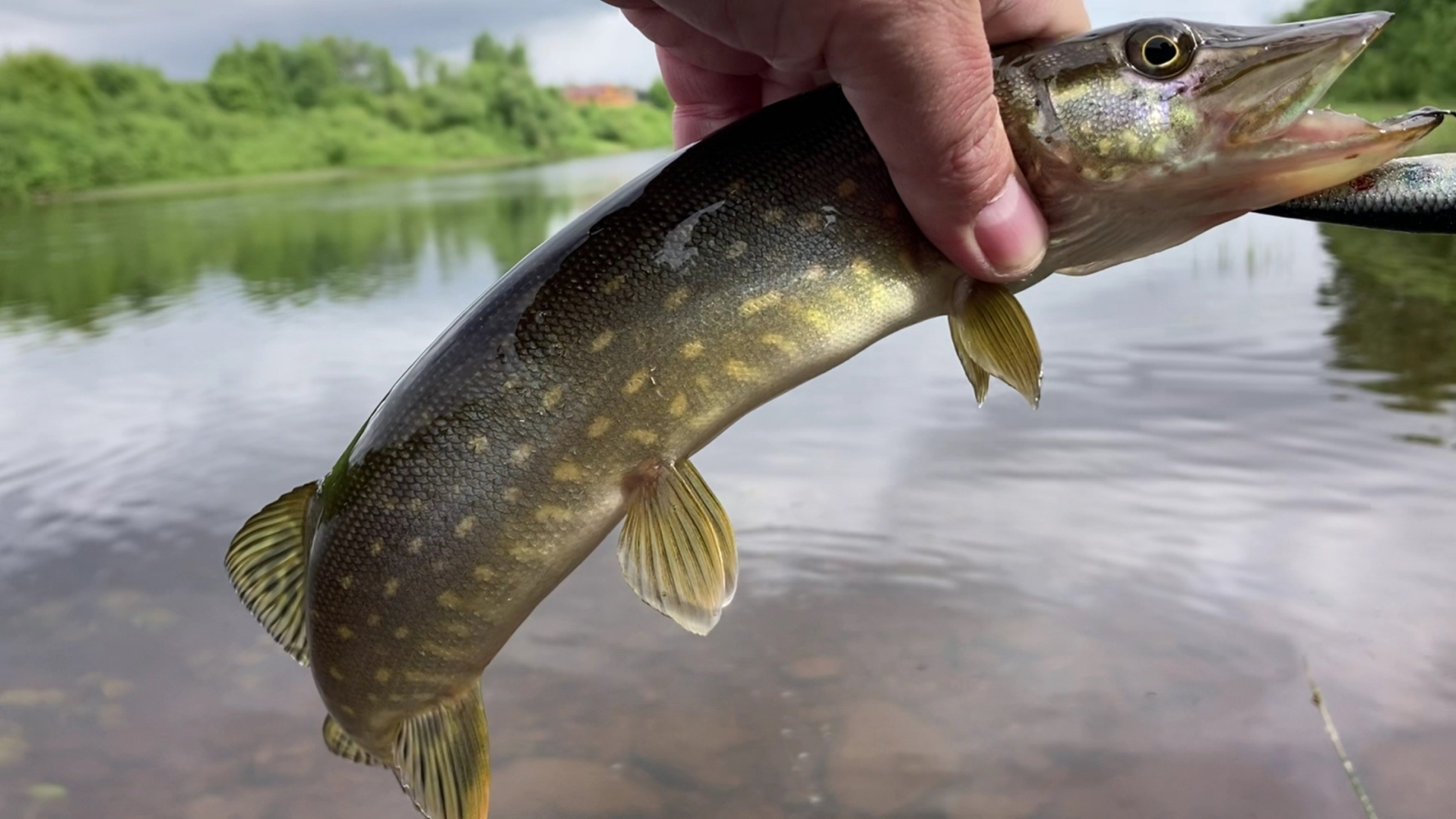 В ИЮНЬСКУЮ СТУЖУ НА ВОБЛЕР