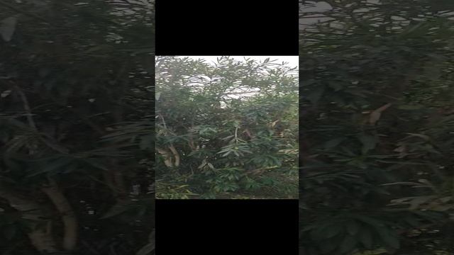 Абхазия природа