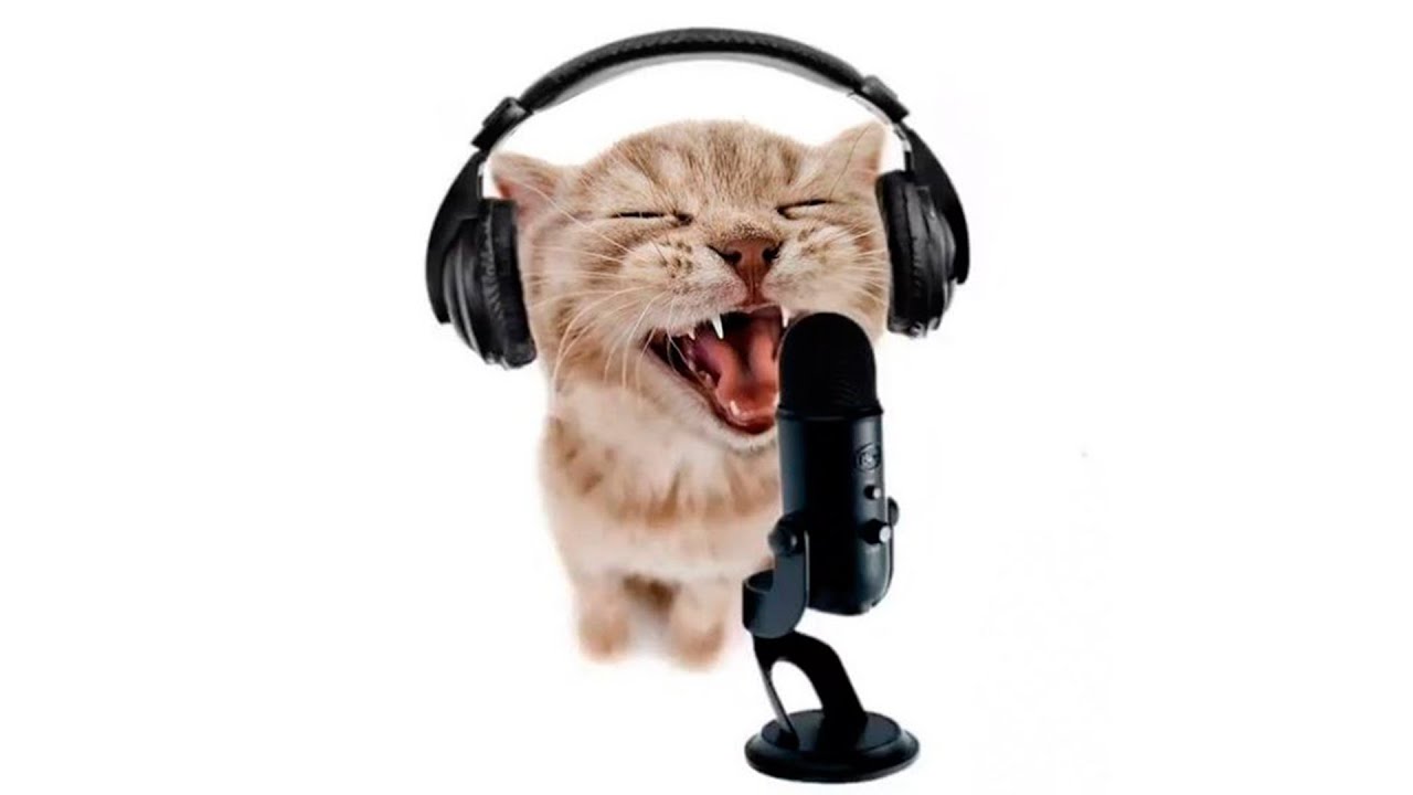 Кот поёт