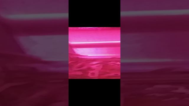 Нильская тиляпия мальки.