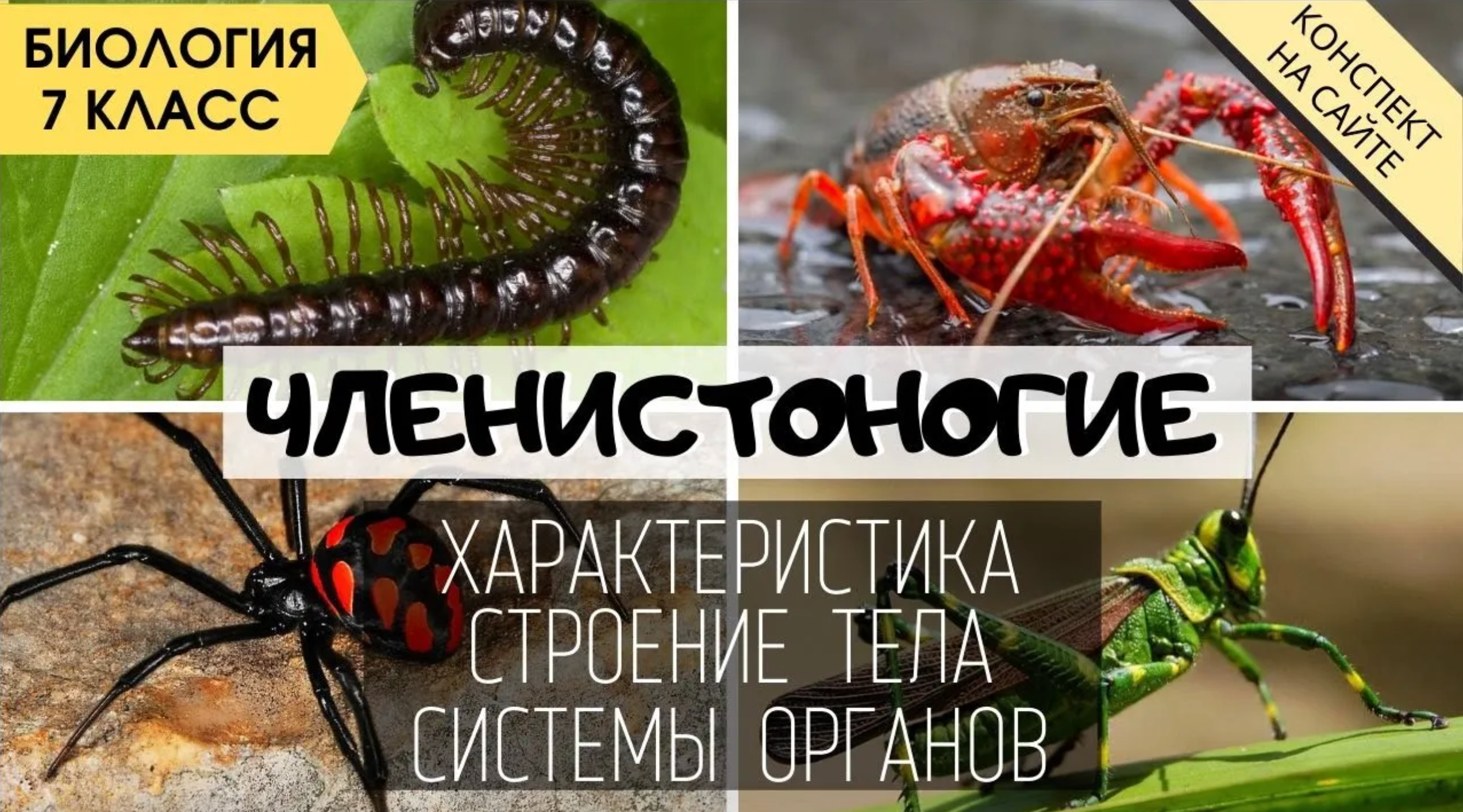 Тип Членистоногие. Биология 7 класс. Классы Ракообразные, Паукообразные, Насекомые, Многоножки. ЕГЭ