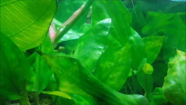 Эхинодорус дал стрелку часть 2 прохождение