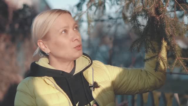 Хвойный ликбез