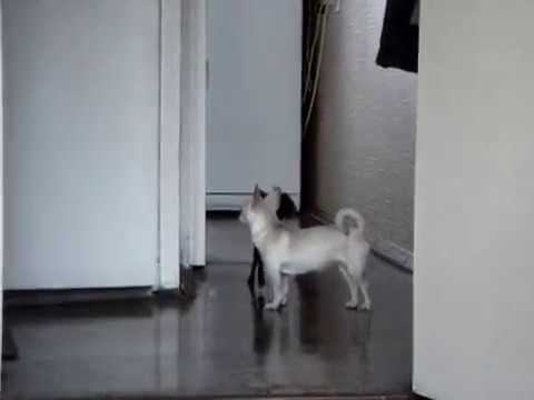 Чихуахуа Л Ореаль и Лакки тайгер для Любимого друга 2010 год