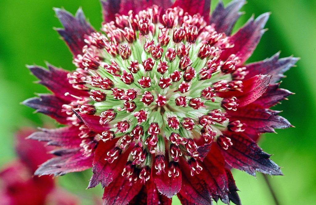 Астранция РЕЛАКС ТЕРАПИЯ ИМПРОВИЗАЦИЯ композитор Виктор Анохин #музыка #instrumental #цветы #piano