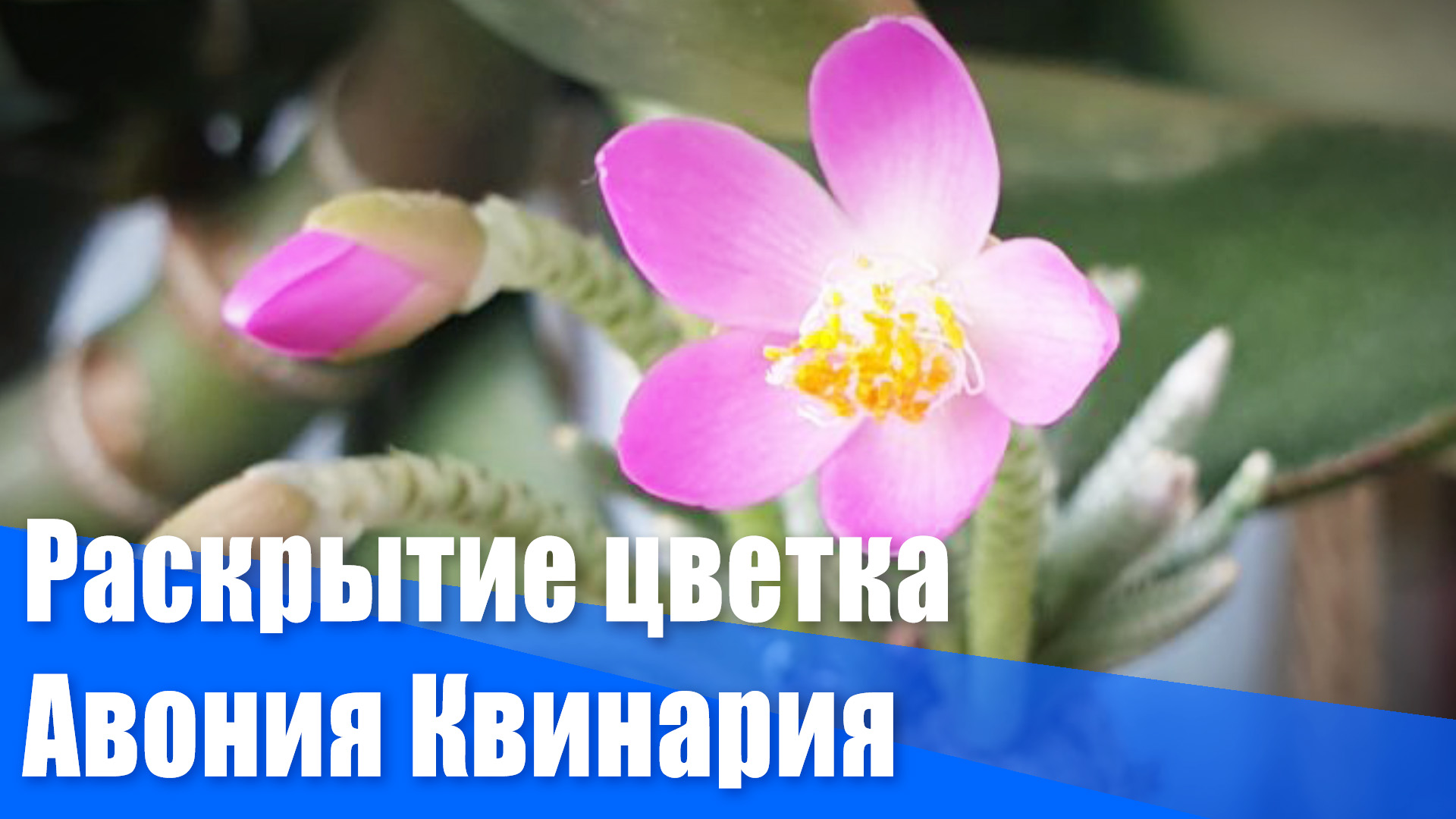 Раскрытие цветка Авония Квинария