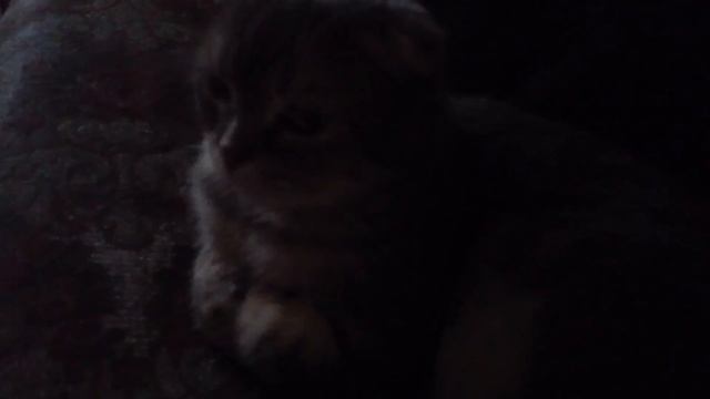 Наш Смешной Котейка-Лунтик