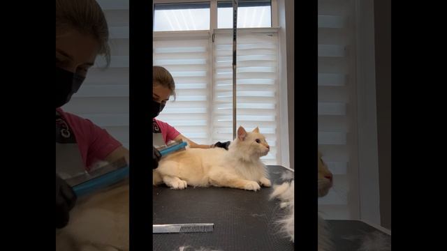 Вычес кошек 😻