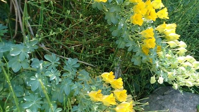 Ботанический сад Орхус, Дания. 17 июня 2023