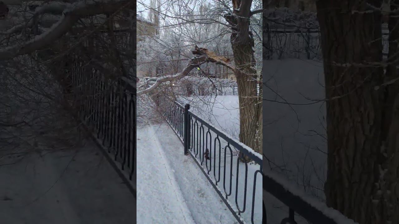 🔴Большая ветка сломалась от холода(((🔴