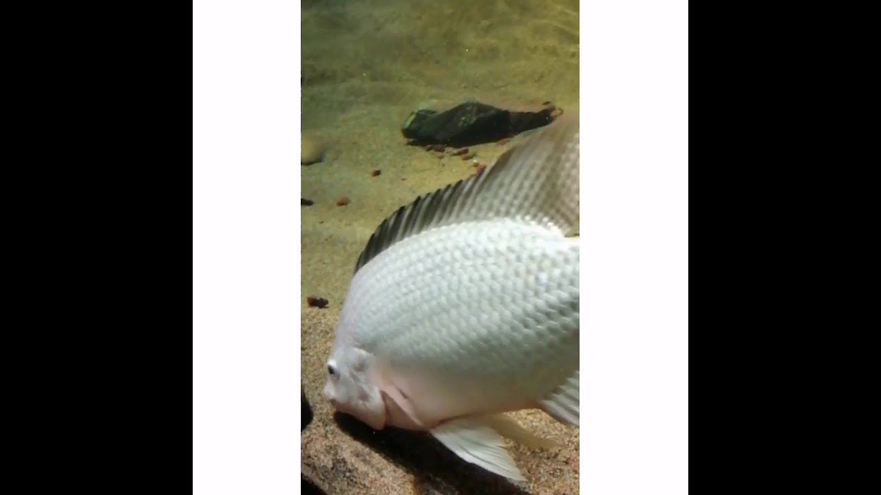 Тропические рыбки Подводные съемки. Аквариум