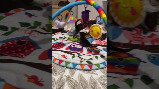 Бурманские веселья