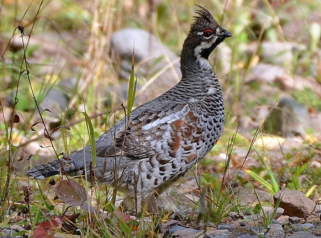 Чудесный мир пернатых. Вести с фотоловушки. Порхалище для птиц.