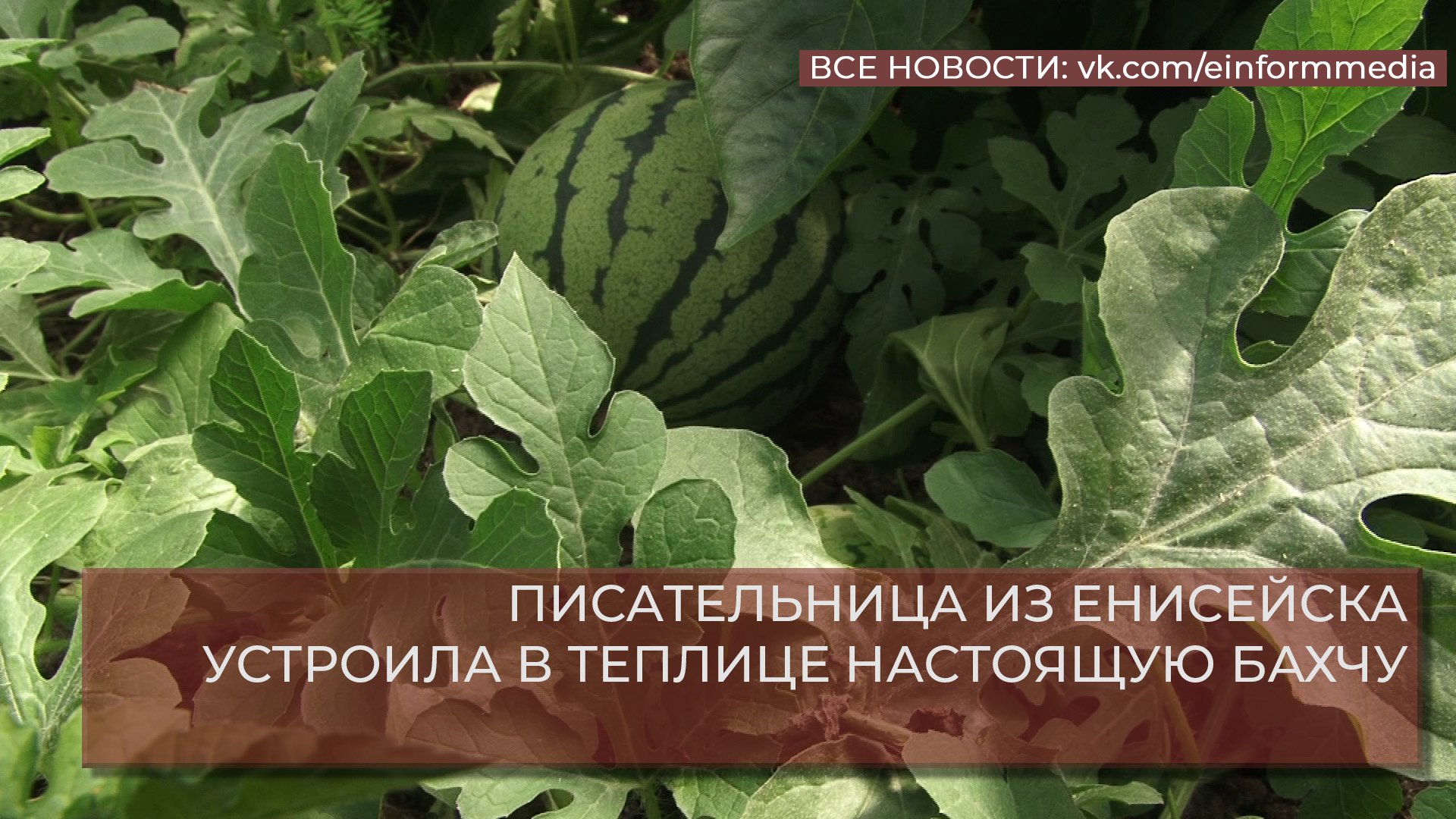 ПИСАТЕЛЬНИЦА ИЗ ЕНИСЕЙСКА УСТРОИЛА В ТЕПЛИЦЕ НАСТОЯЩУЮ БАХЧУ.mp4