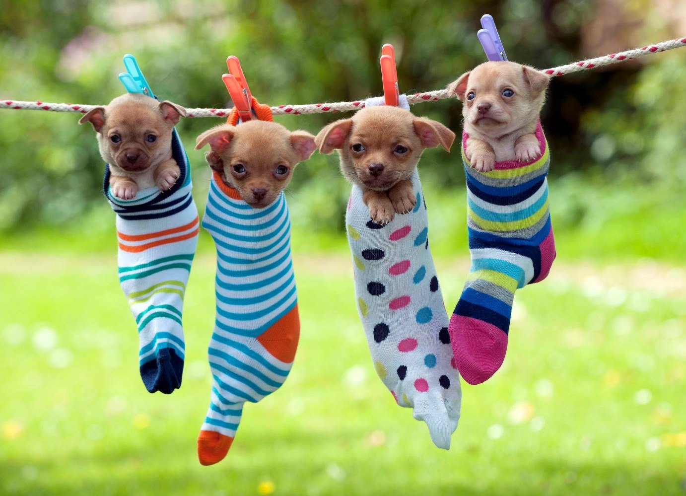 Забавные животные под заводную музыку! Веселая музыка.