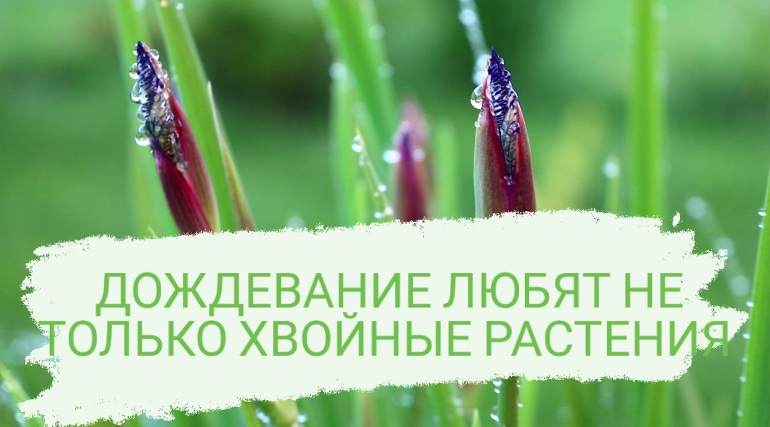 ДОЖДЕВАНИЕ ЛЮБЯТ НЕ ТОЛЬКО ХВОЙНЫЕ РАСТЕНИЯ ?