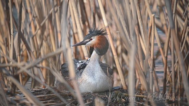 Чомга с птенцами
