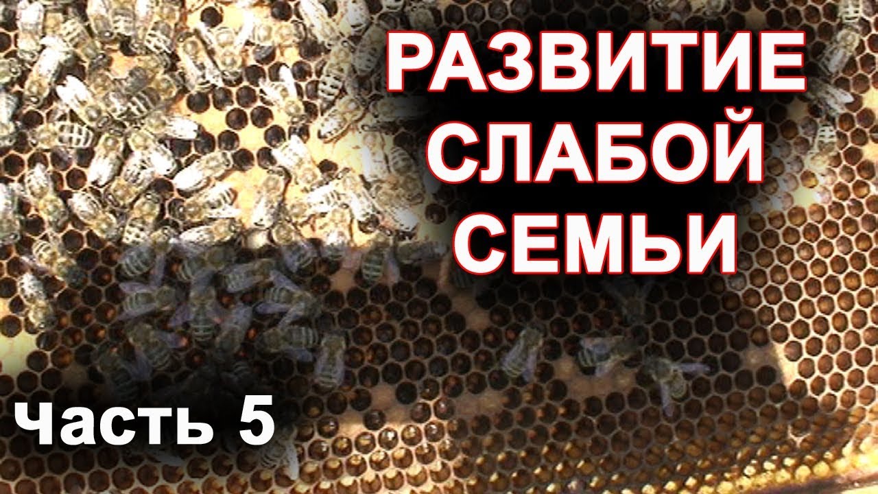 Развитие слабой семьи. часть 5.