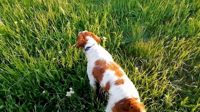 Перепел (2).mp4