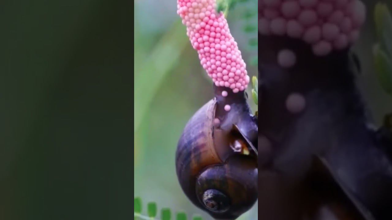 Улитка откладывает яйца.